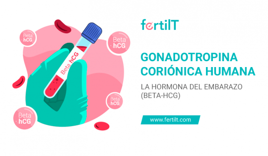 Gonadotropina coriónica humana: la hormona del embarazo (beta-hCG)