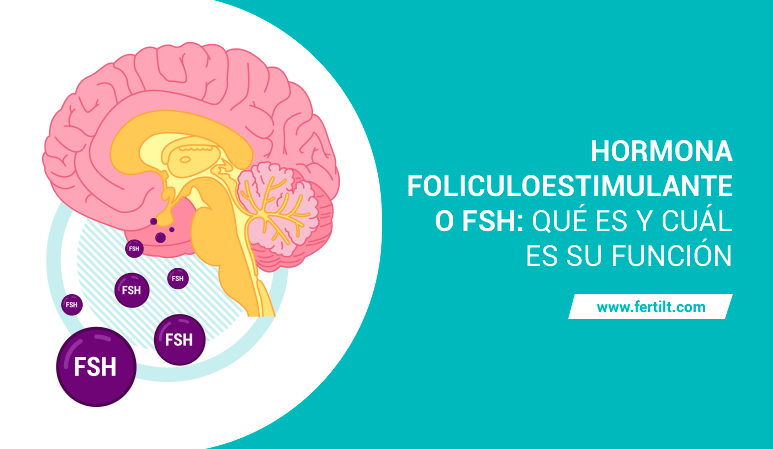 Hormona foliculoestimulante o FSH: qué es y cuál es su función